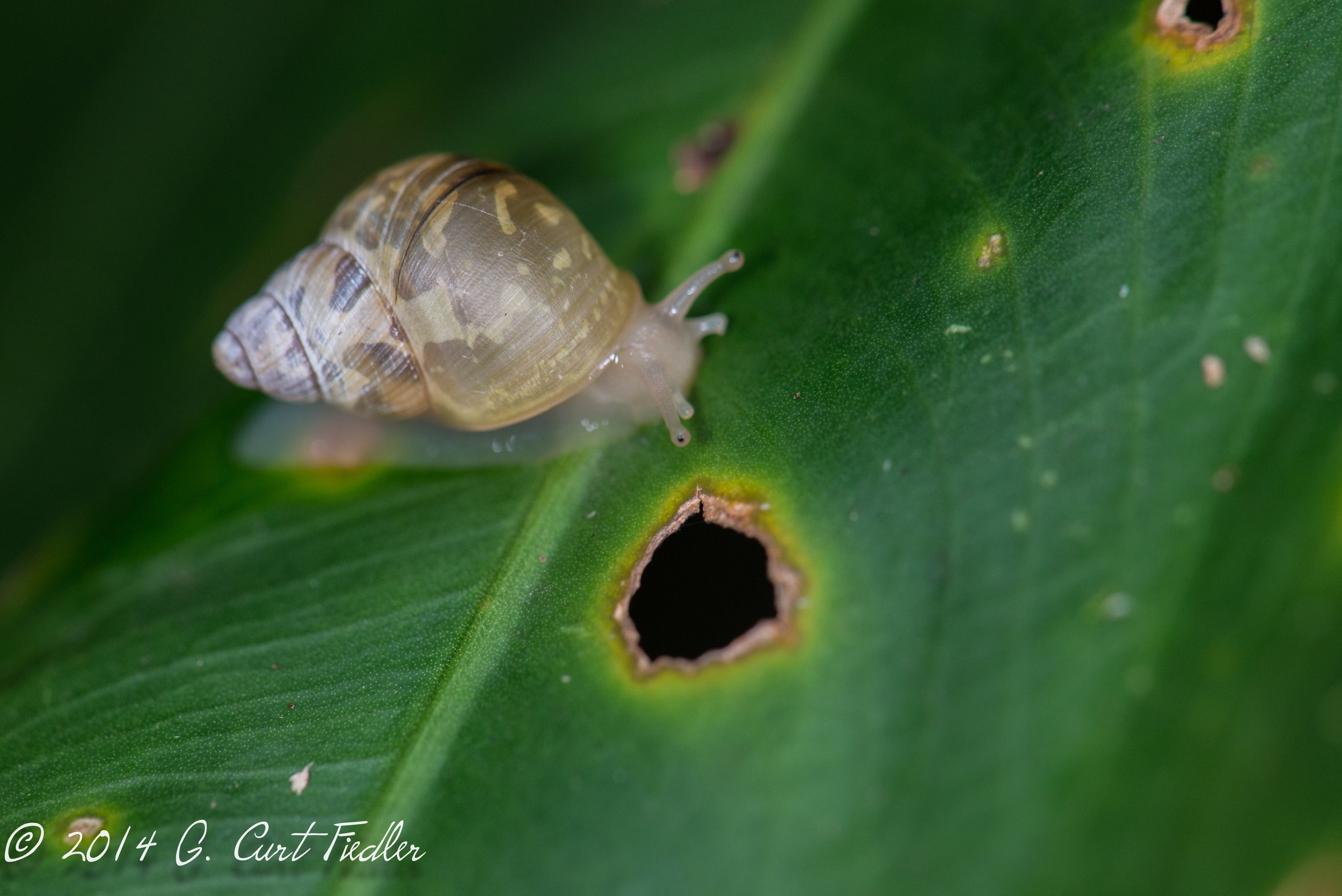 Who Are the Watchers?: Sightseers, Snails, and Spirits of Guam ...